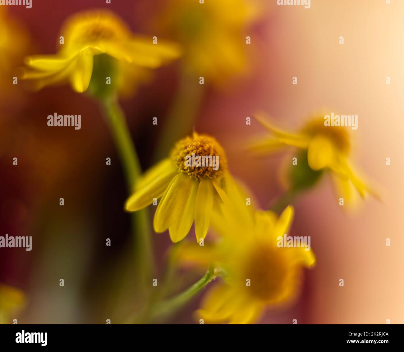 closeup view of yellow daisylike flowers , aesthetic blurred background ...