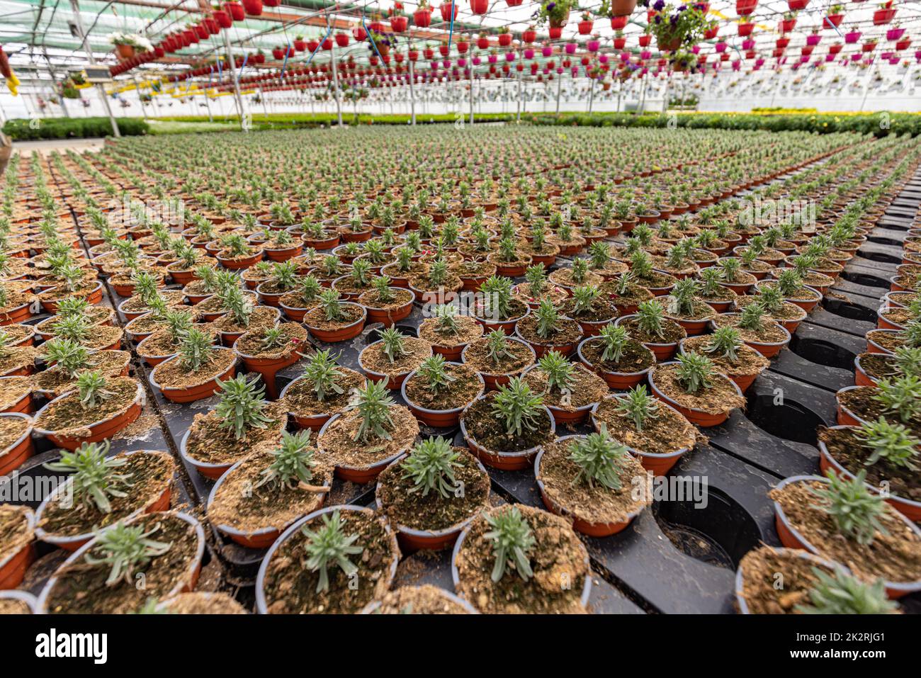 Rows of pots with lavender at plant nursery Stock Photo - Alamy