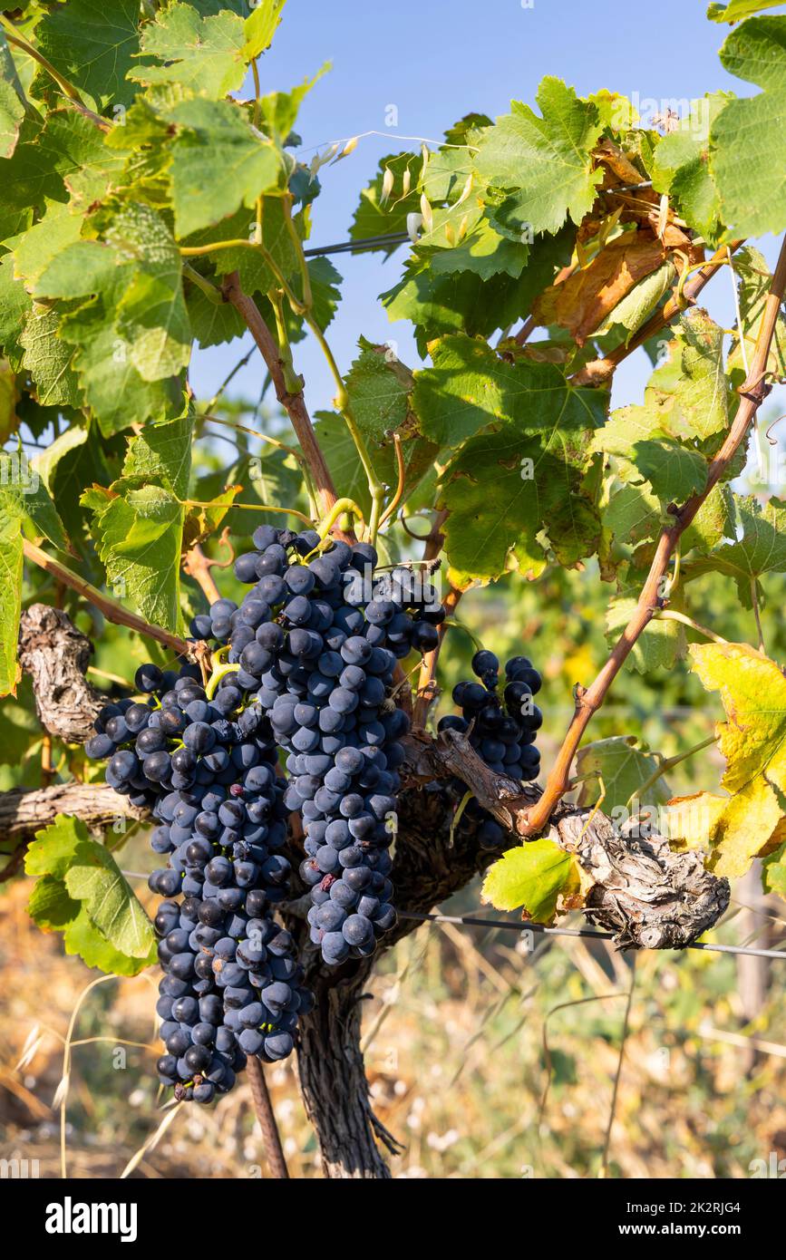 Typical vineyard with blue grapes near Chateauneuf-du-Pape, Cotes du ...