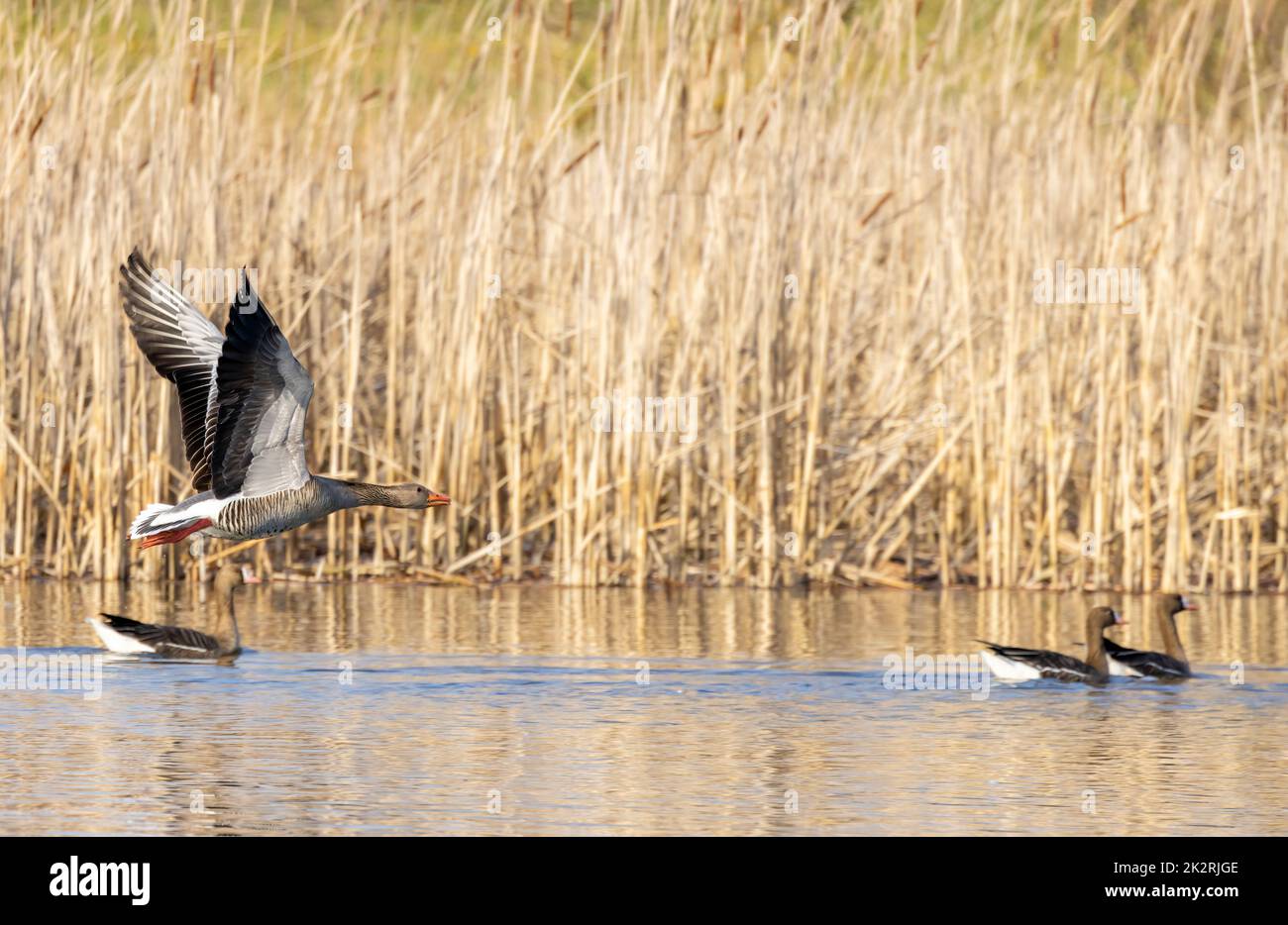 Great Goose, (Anser anser), Southern Bohemia, Czech Republic Stock ...