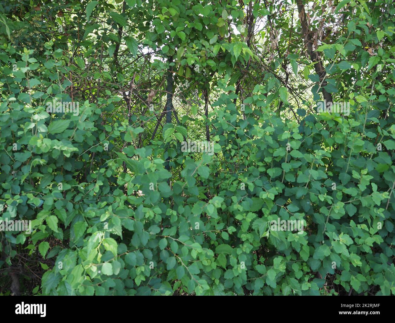 green greenery texture background Stock Photo - Alamy