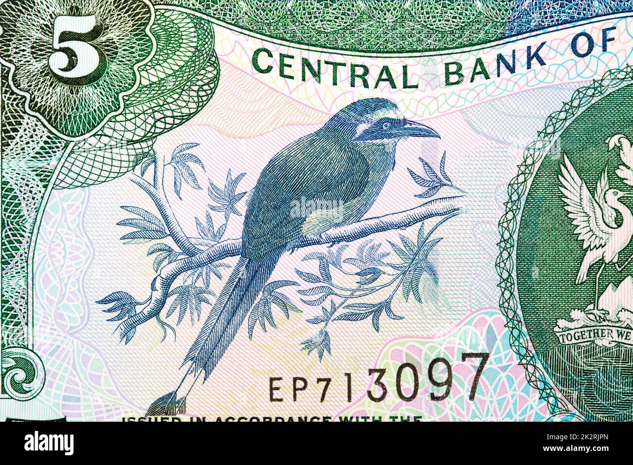 Blue-Crowned Motmot from money of Trinidad and Tobago Stock Photo - Alamy