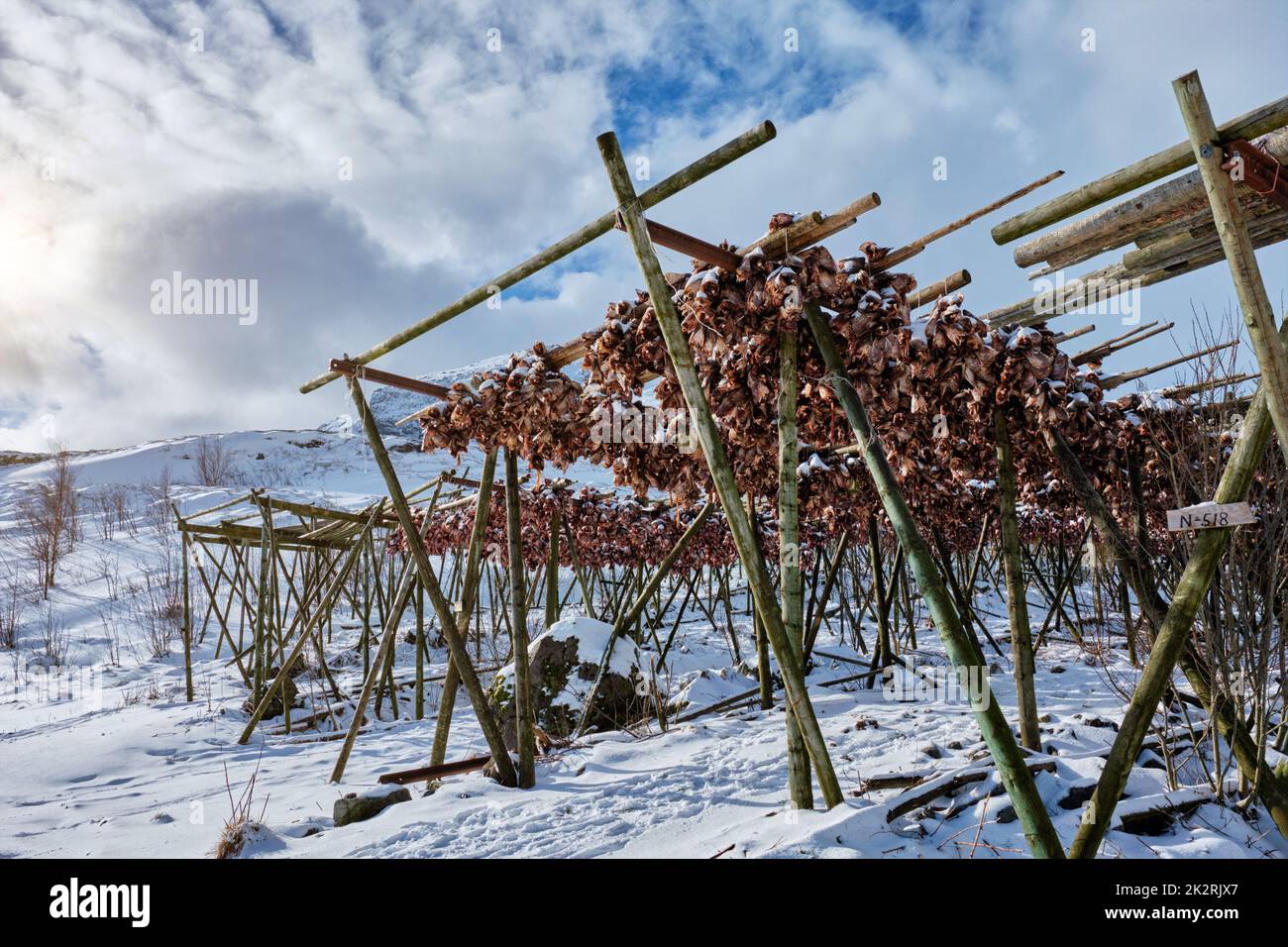 Drying stockfish cod heads in A fishing village in Norway Stock Photo ...