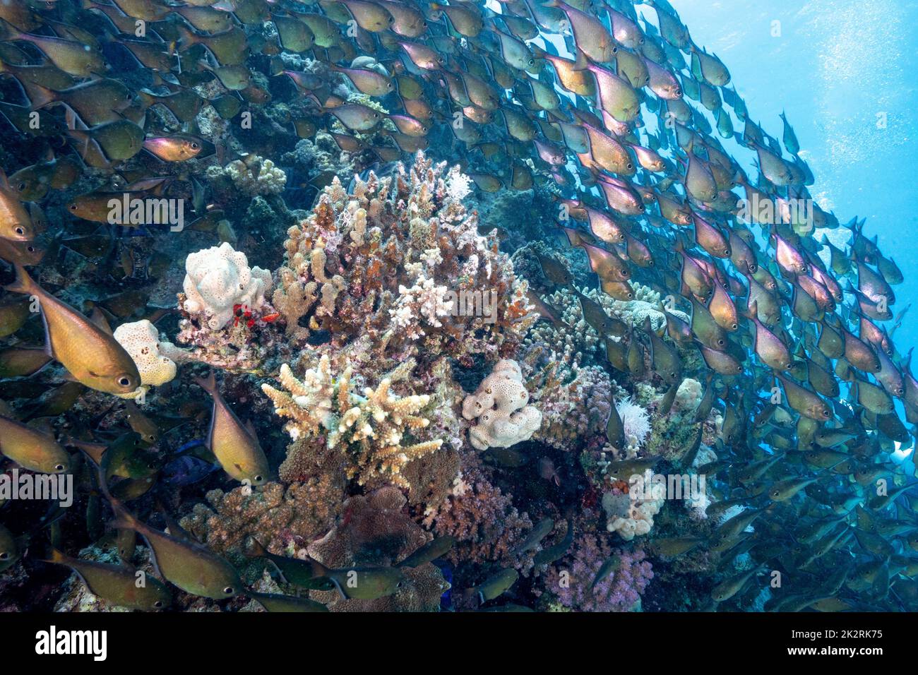 Fish population swimming around coral reef Stock Photo - Alamy