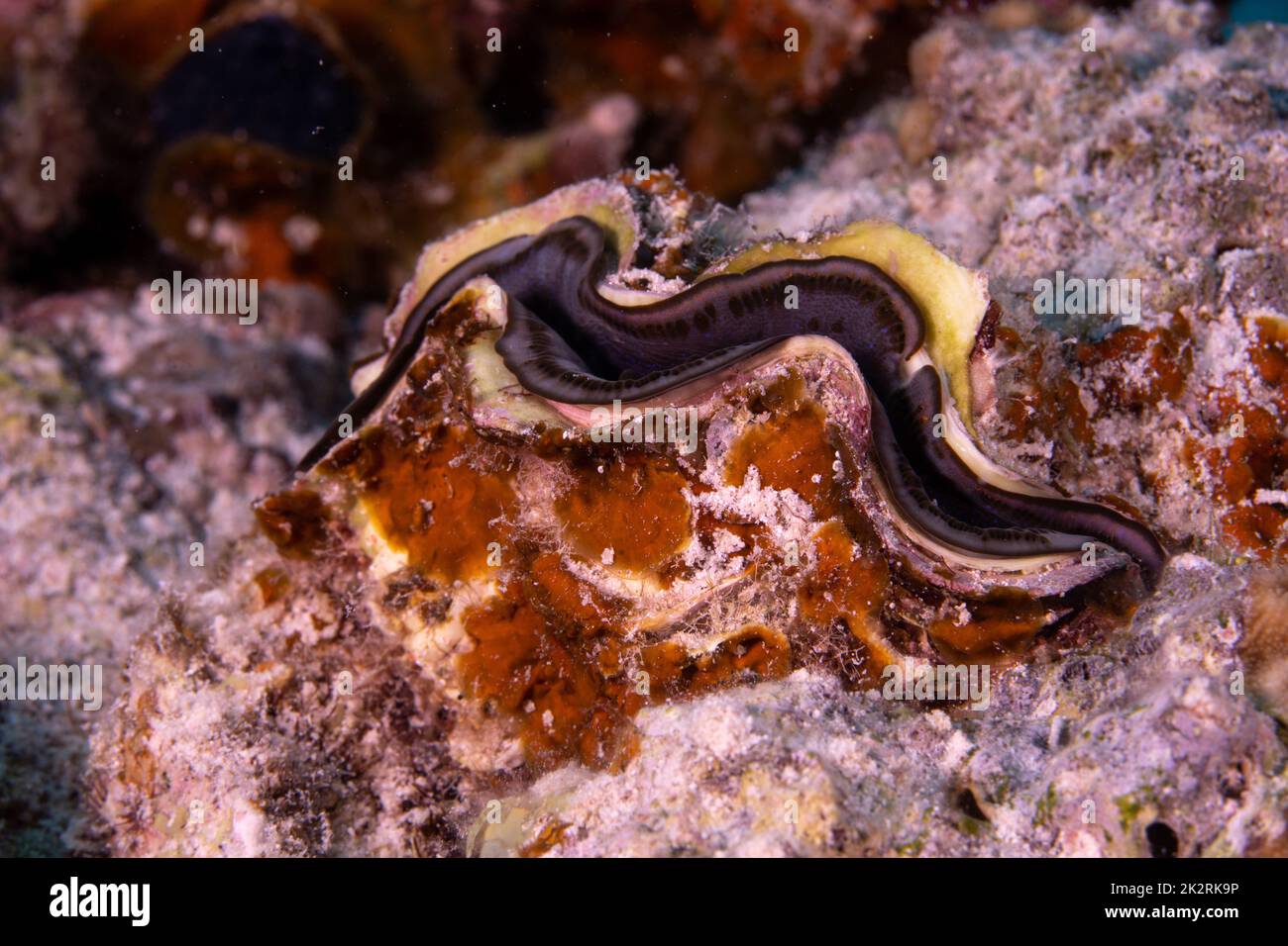 Snake fish hi-res stock photography and images - Alamy