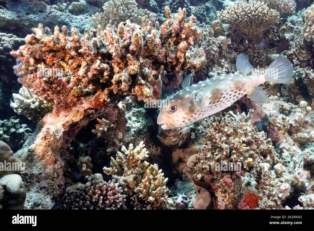 A closeup of a starry puffer underwater Stock Photo - Alamy