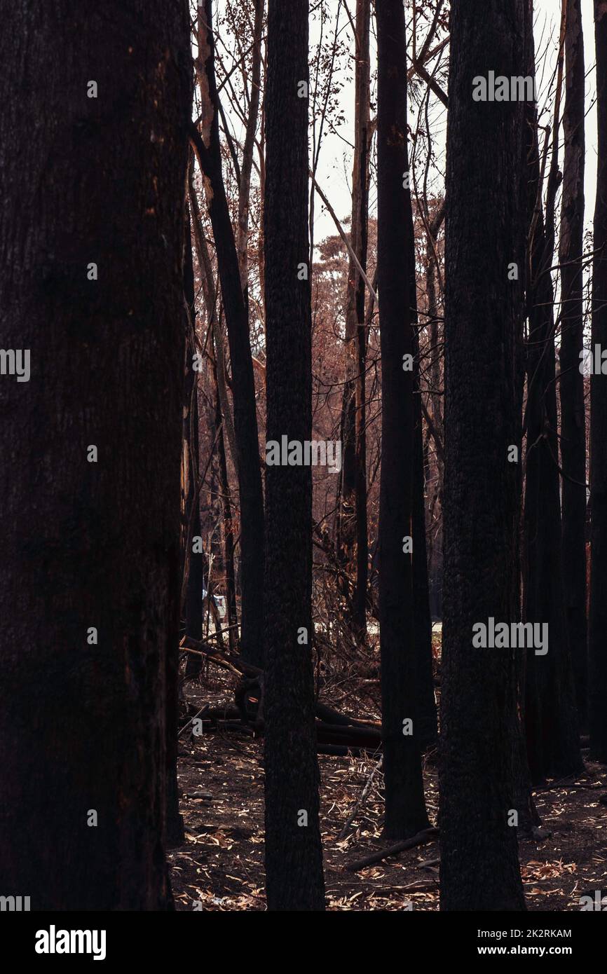 The view of burnt trees damaged by the fire during the Australian ...