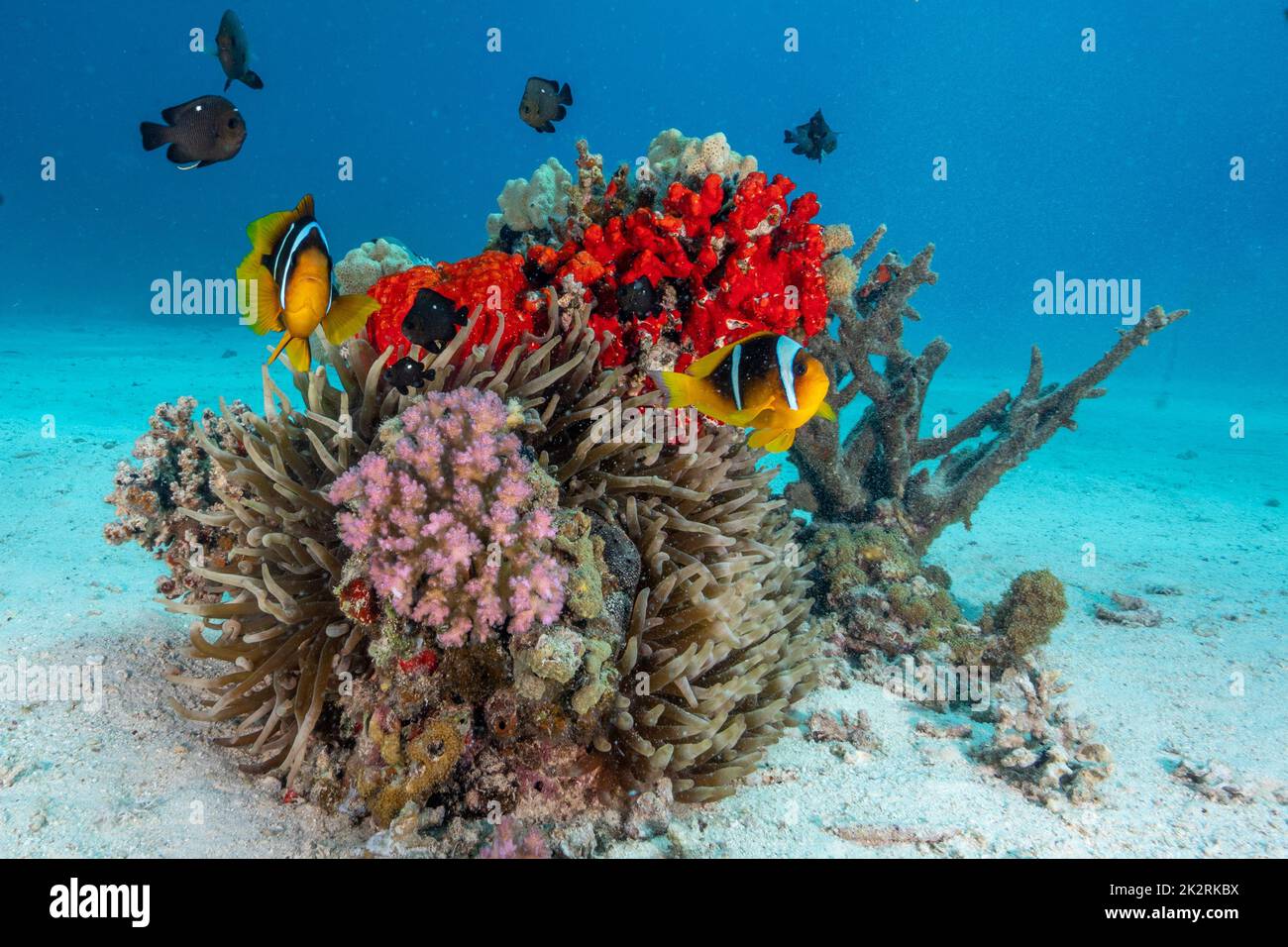Colorful fish swimming around the coral reef Stock Photo - Alamy