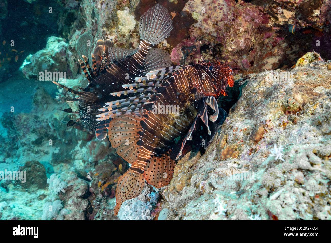 A closeup of a red lionfish underwater Stock Photo - Alamy