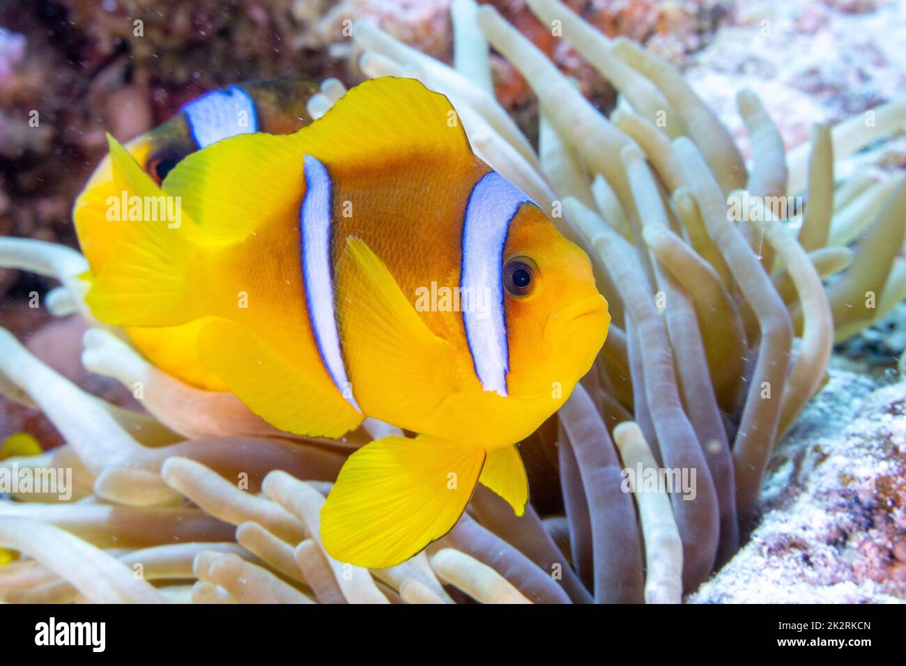 A closeup of a clownfish underwater Stock Photo - Alamy