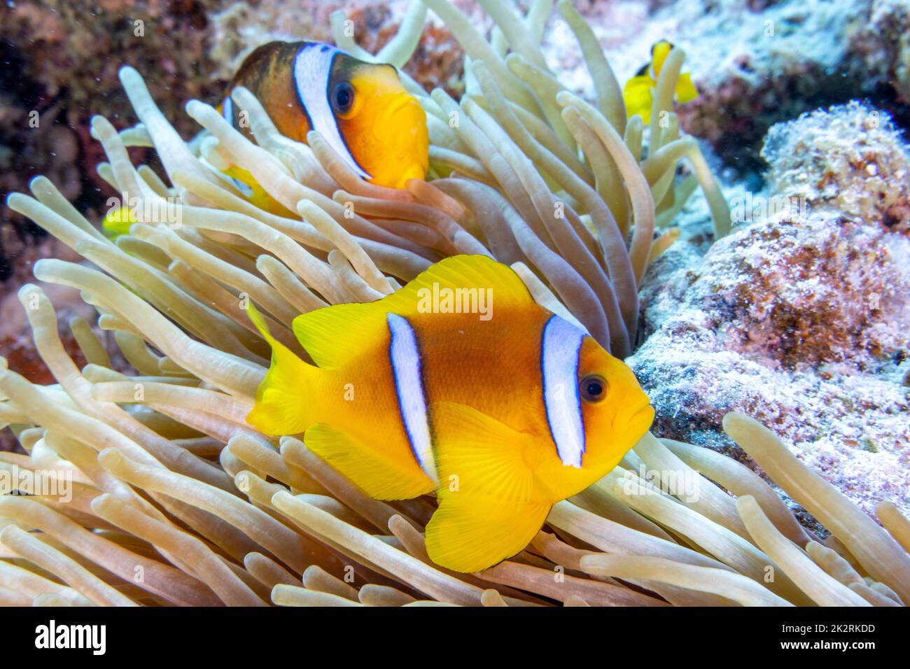 A closeup of a clownfish underwater Stock Photo - Alamy