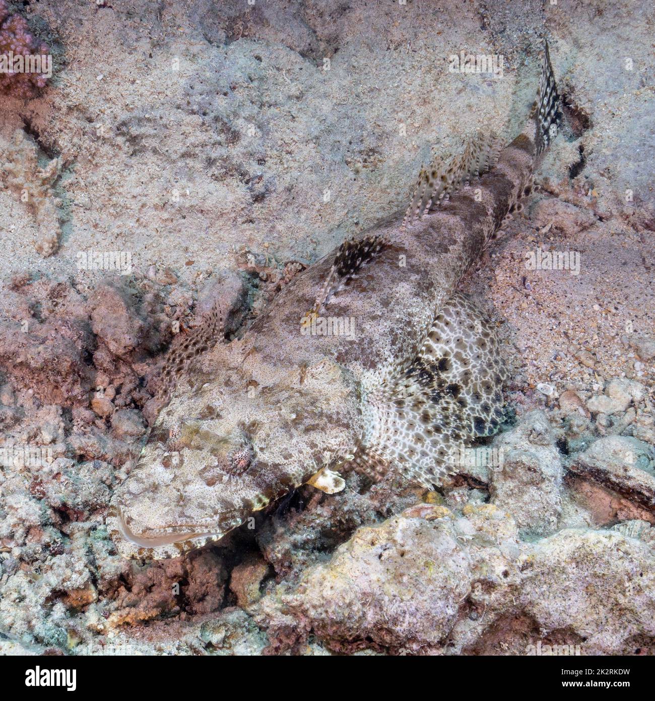 Marsh reef hi-res stock photography and images - Alamy