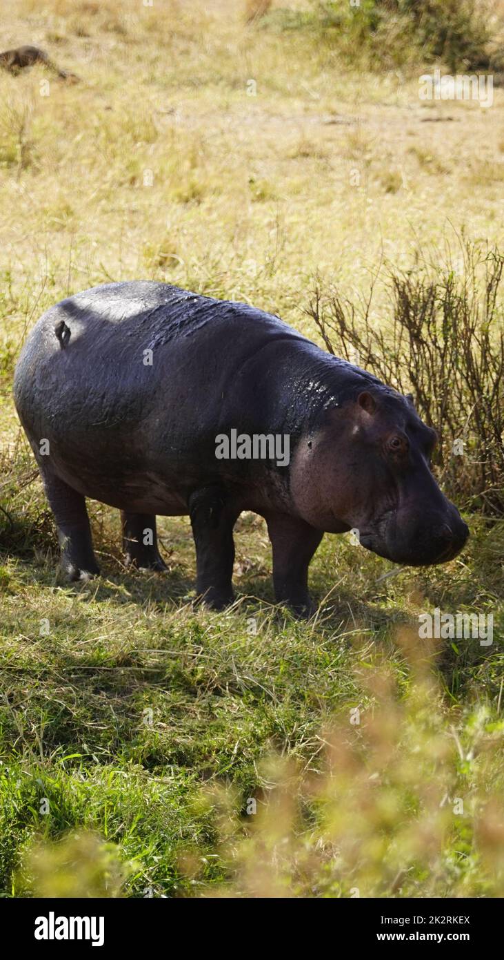 A vertical portrait of a hippo Stock Photo - Alamy