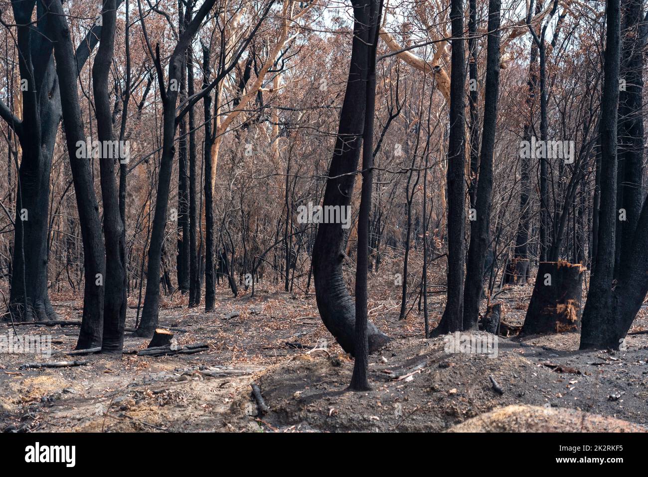 The view of burnt trees damaged by the fire during the Australian ...