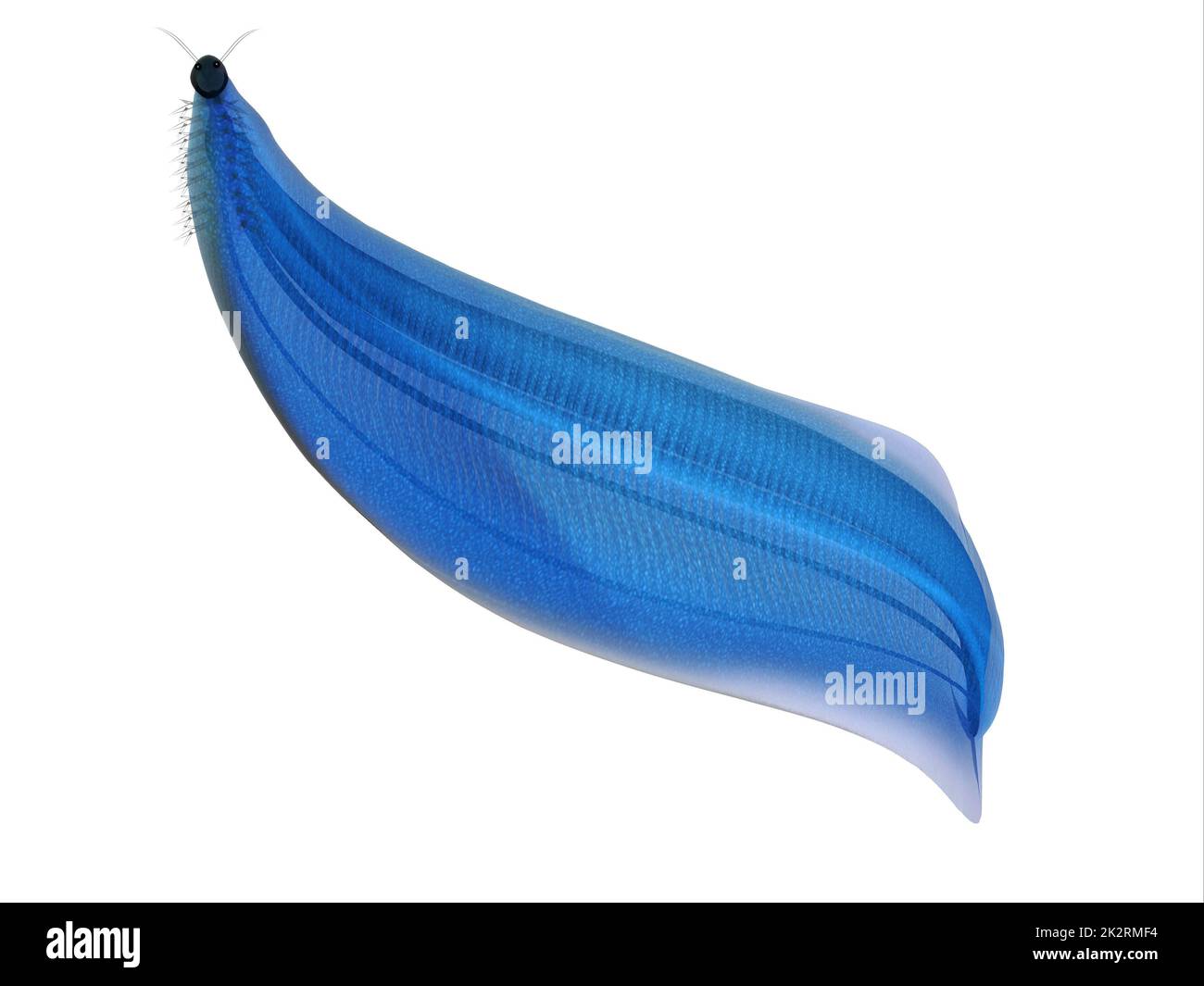 Pikaia illustration hi-res stock photography and images - Alamy