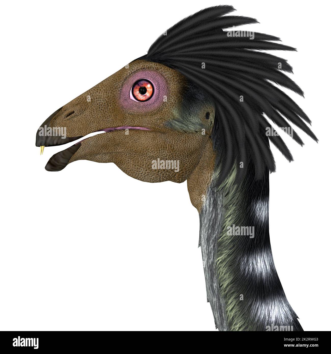 Oviraptor Feathers