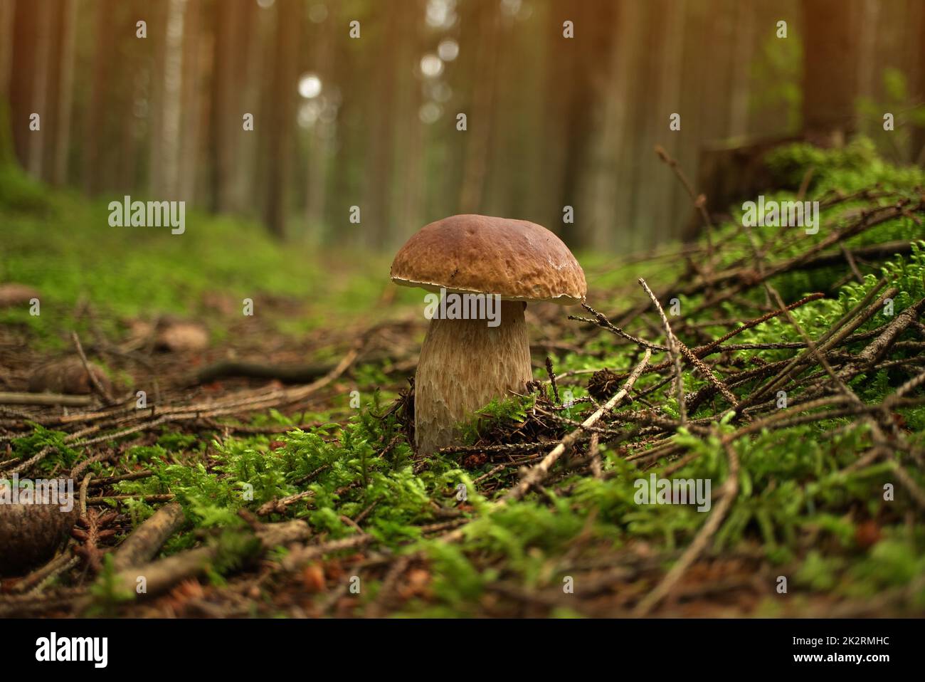 Cep or Boletus Mushroom growing on lush green moss Stock Photo - Alamy