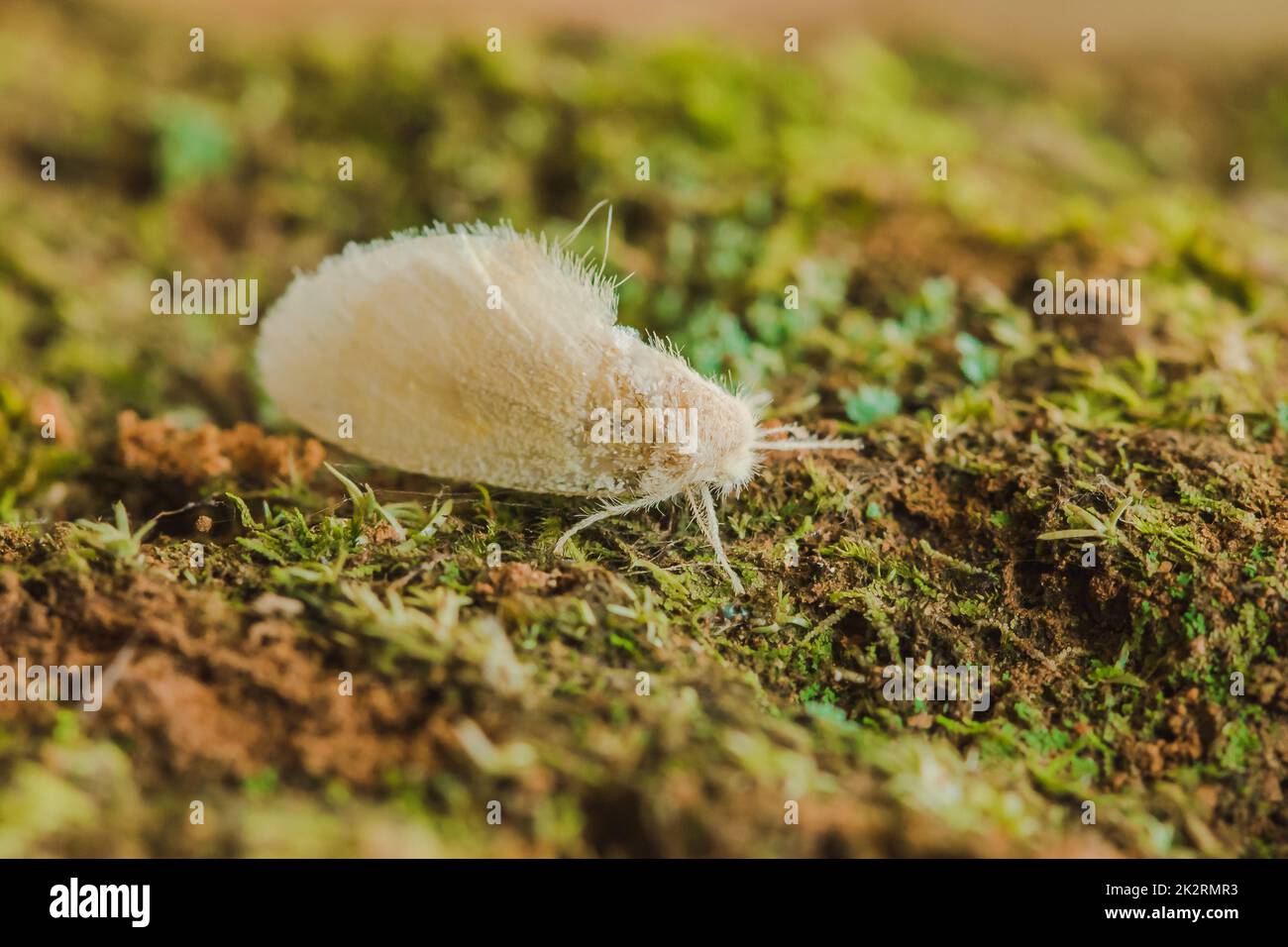 Brown moths are on the green moss in nature Stock Photo - Alamy