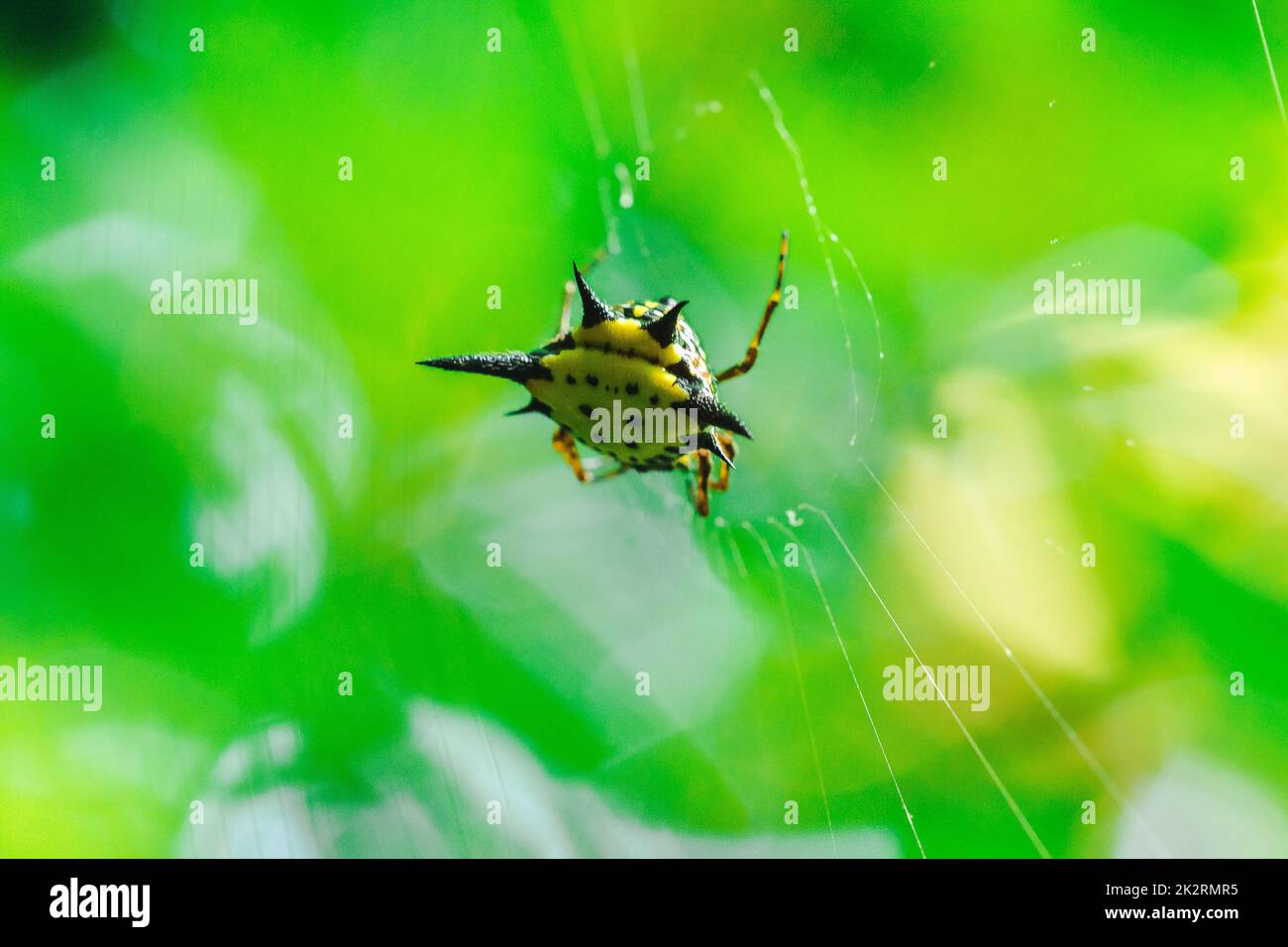 Female spikes weaver hi-res stock photography and images - Alamy
