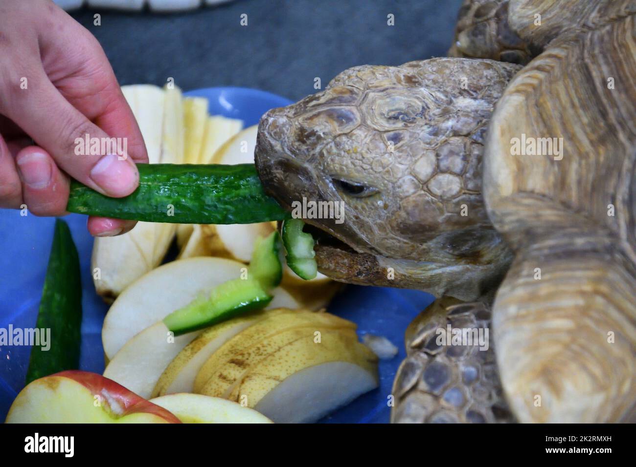African spur-bearing turtle (Latin Centrochelys sulcata Stock Photo - Alamy