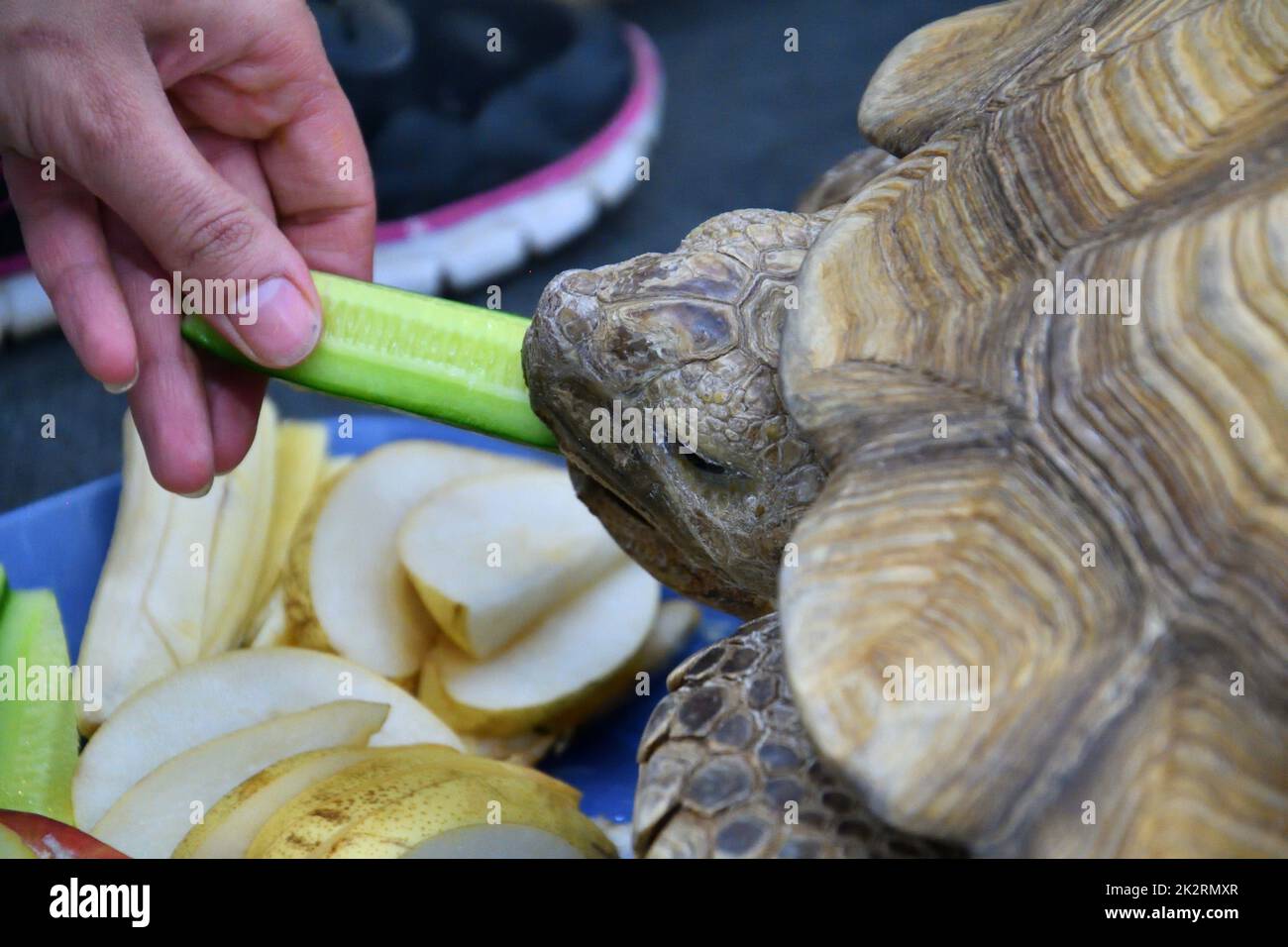 African spur-bearing turtle (Latin Centrochelys sulcata Stock Photo - Alamy