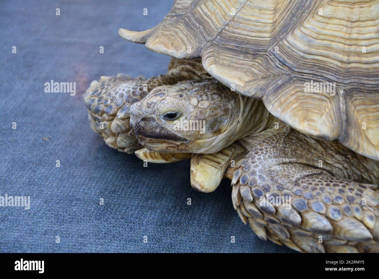African spur-bearing turtle (Latin Centrochelys sulcata Stock Photo - Alamy