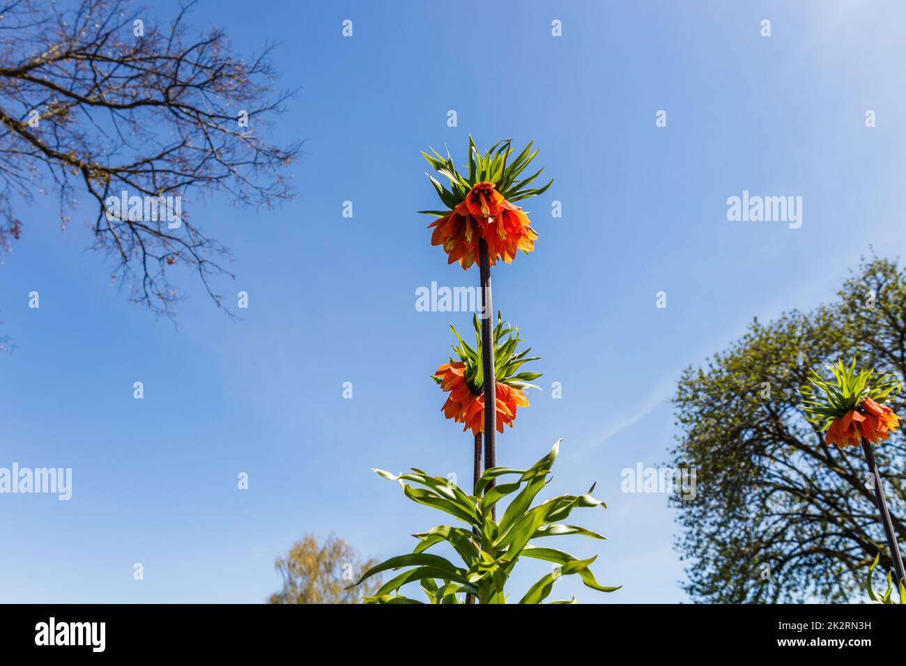 Hosta - Frosted Dimples flowers grow and bloom in the botanical garden ...
