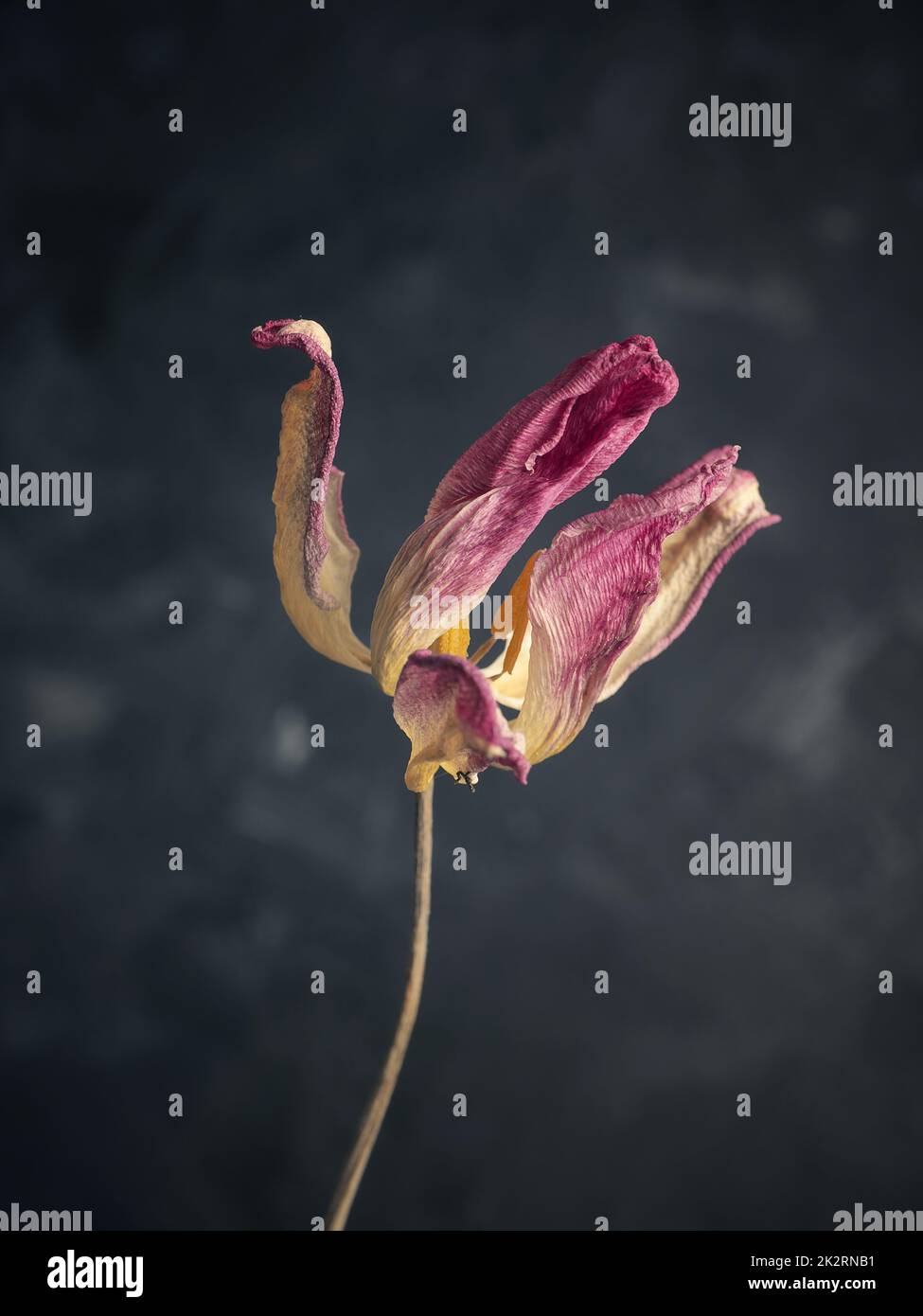 Withered purple tulip on a dark background Stock Photo - Alamy