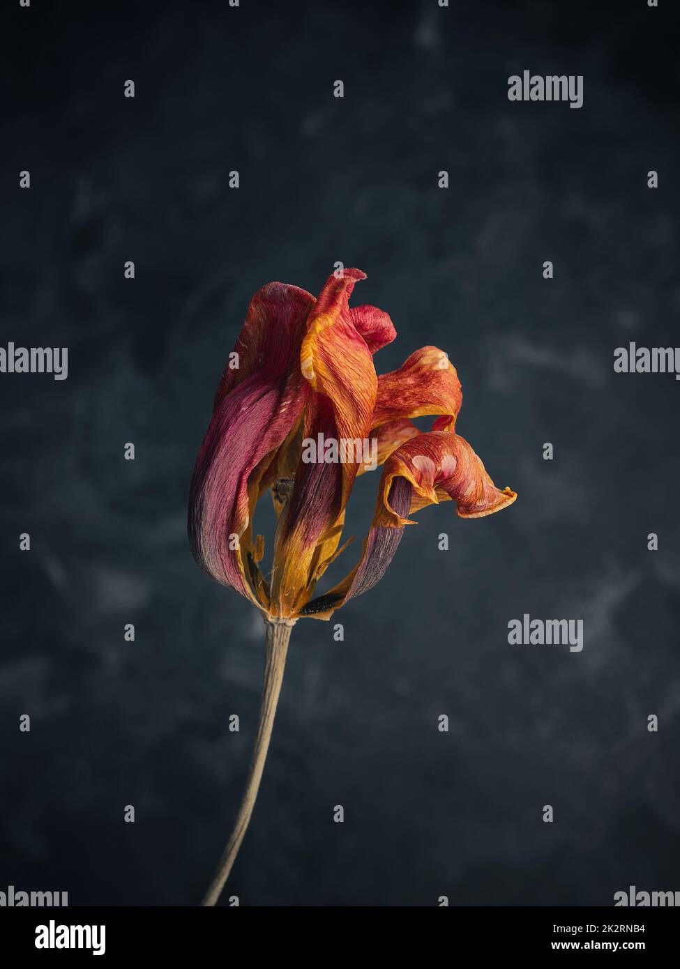 Withered orange tulip on a dark background Stock Photo - Alamy