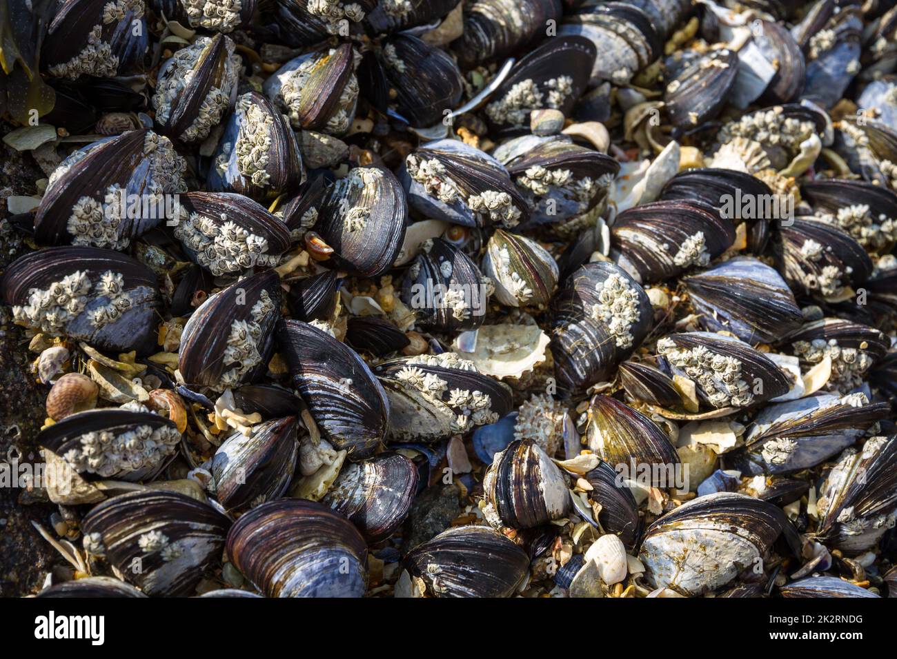 Group of mussels on beach hi-res stock photography and images - Alamy