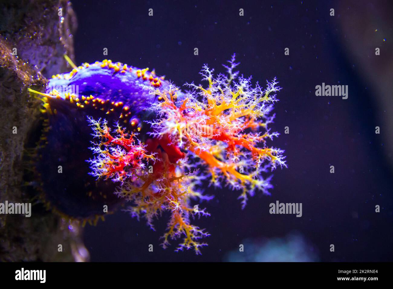 Beautiful sea fan coral hi-res stock photography and images - Alamy