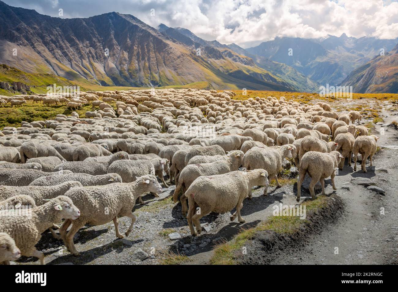 Flock of sheeps moving down the valley, French Alps, border with ...