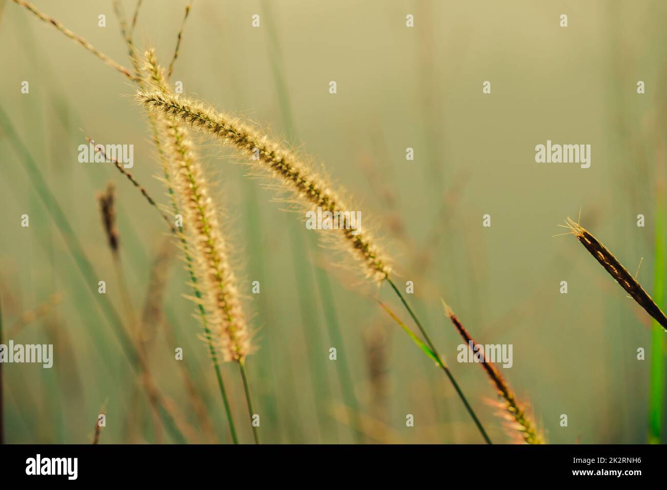 Plant of dry grassland hi-res stock photography and images - Alamy