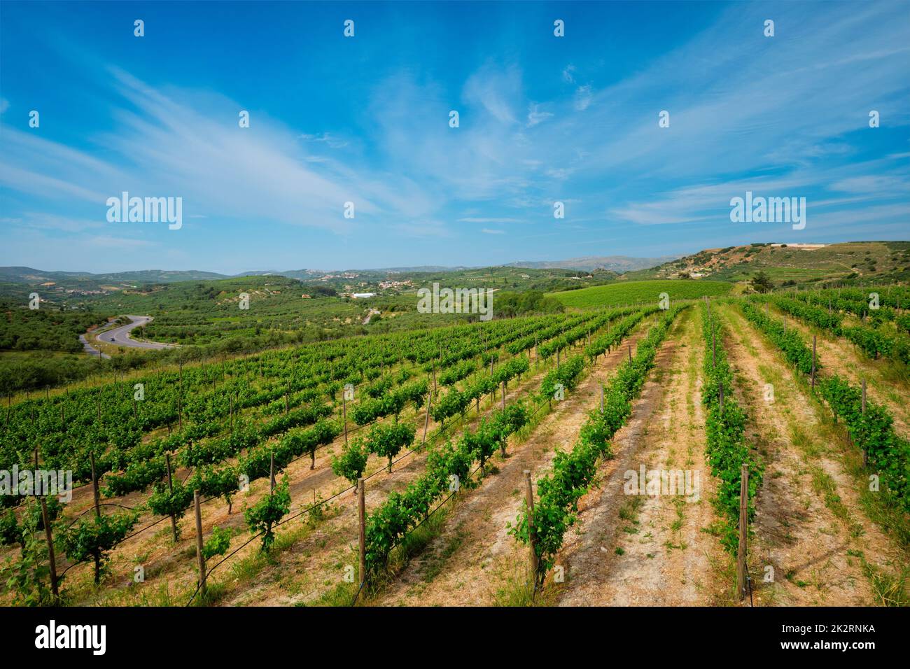 Wineyard with grape rows Stock Photo - Alamy