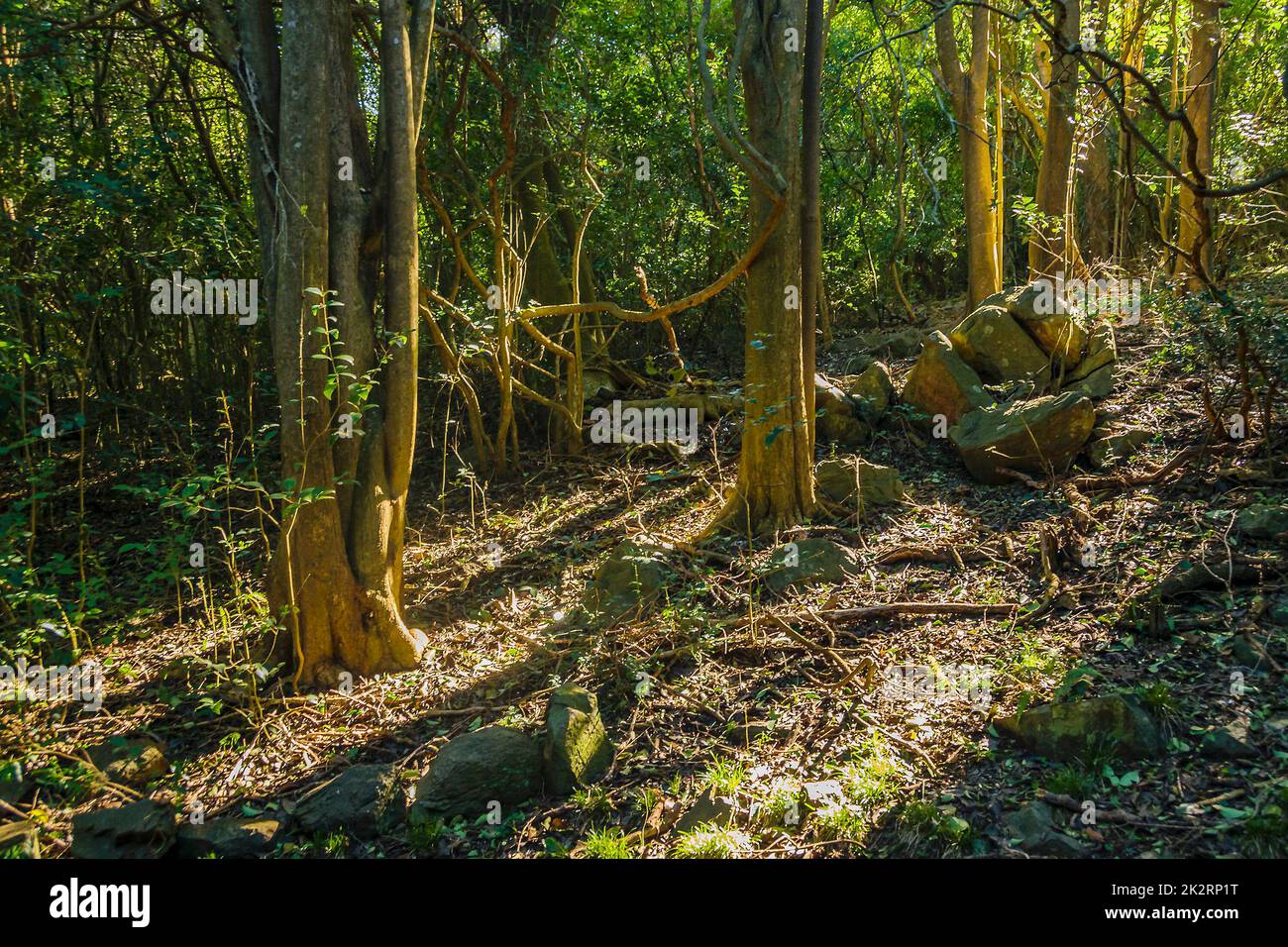 Sierra de las animas hi-res stock photography and images - Alamy