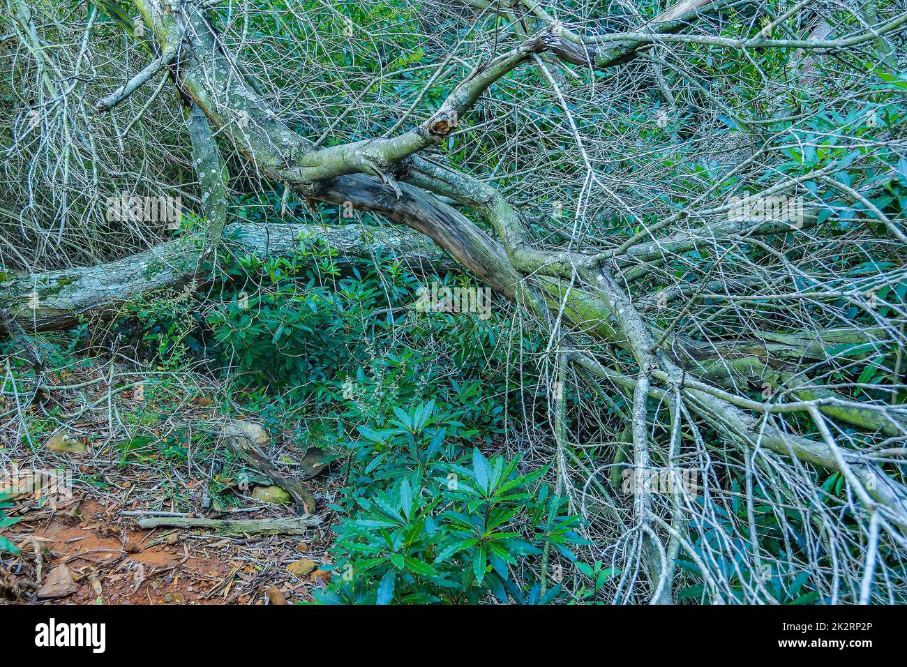 Sierra de las animas hi-res stock photography and images - Alamy