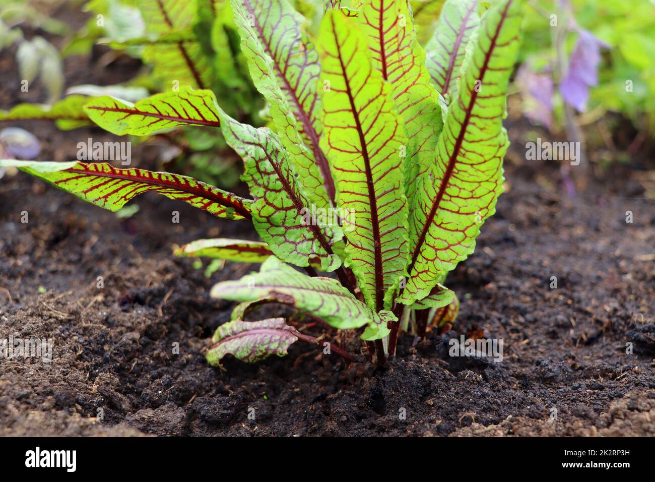 Blood Veined Sorrel Growing in Raised Bed Stock Photo - Alamy