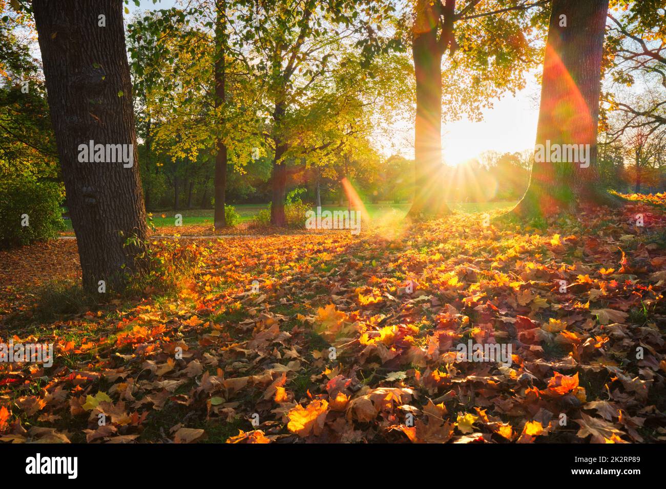 Golden_autumn hi-res stock photography and images - Alamy