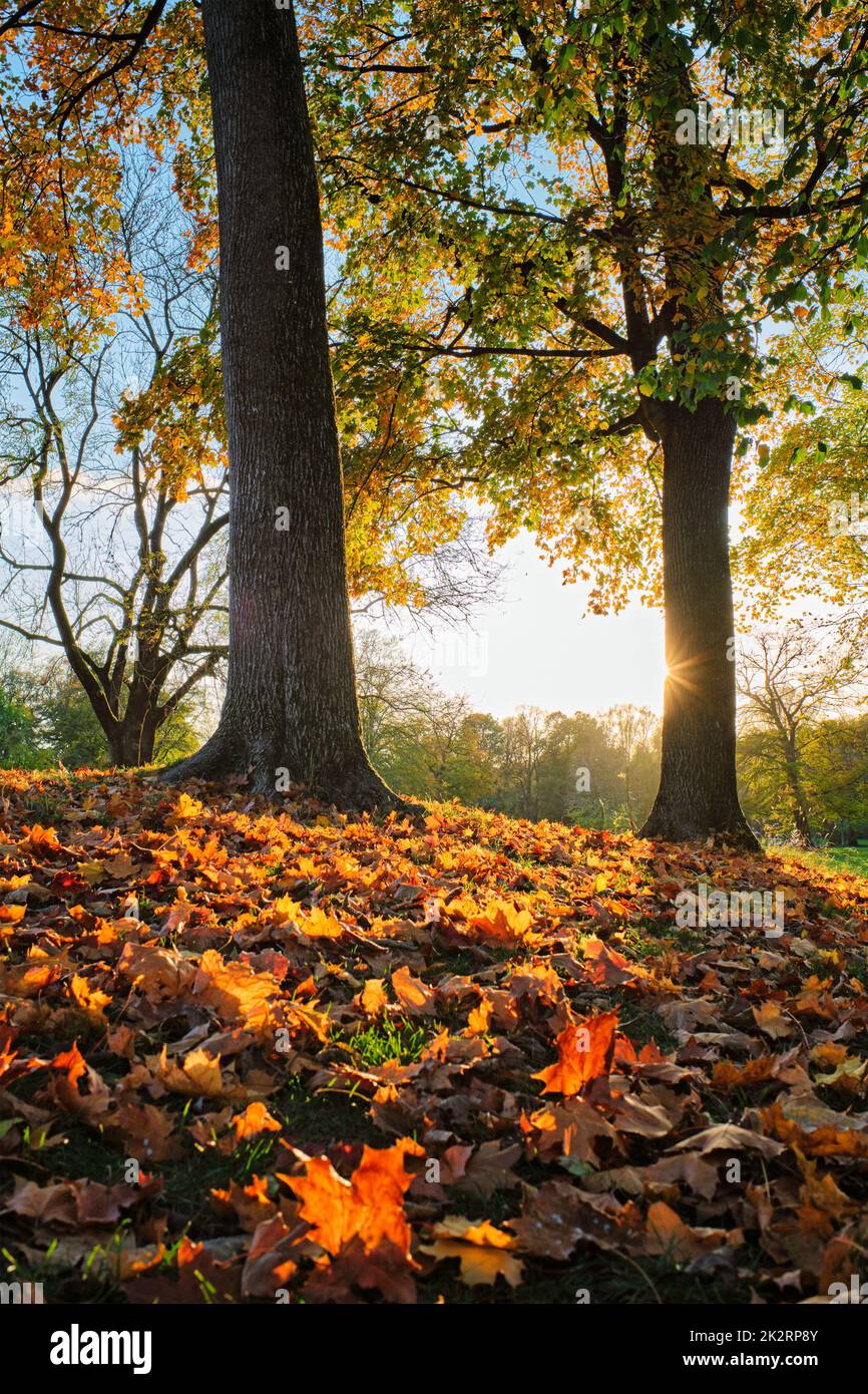 Fall foliage park englischer garten hi-res stock photography and images ...