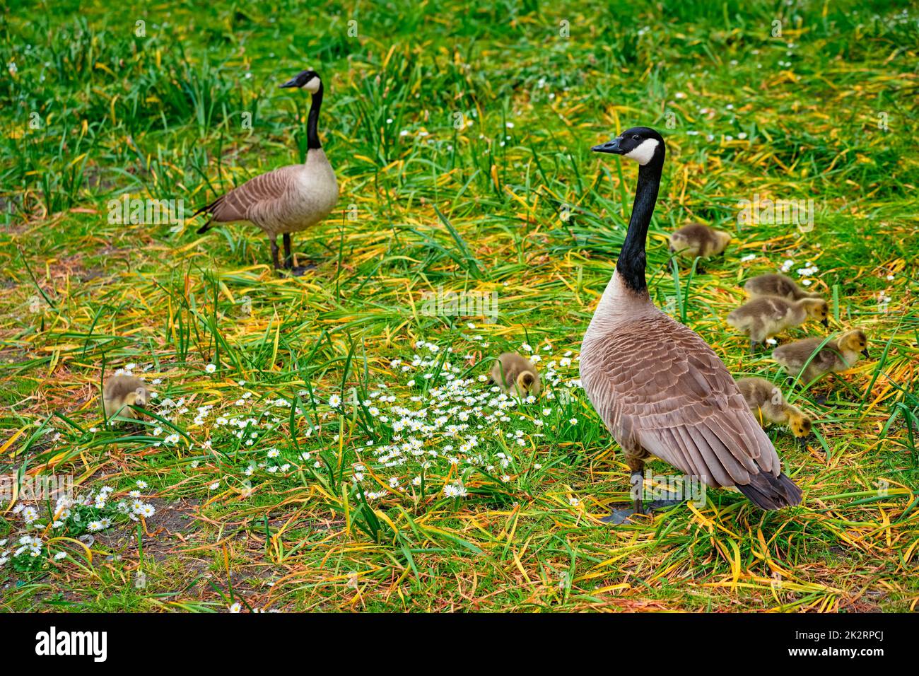 Canada goose goslings Stock Photo - Alamy