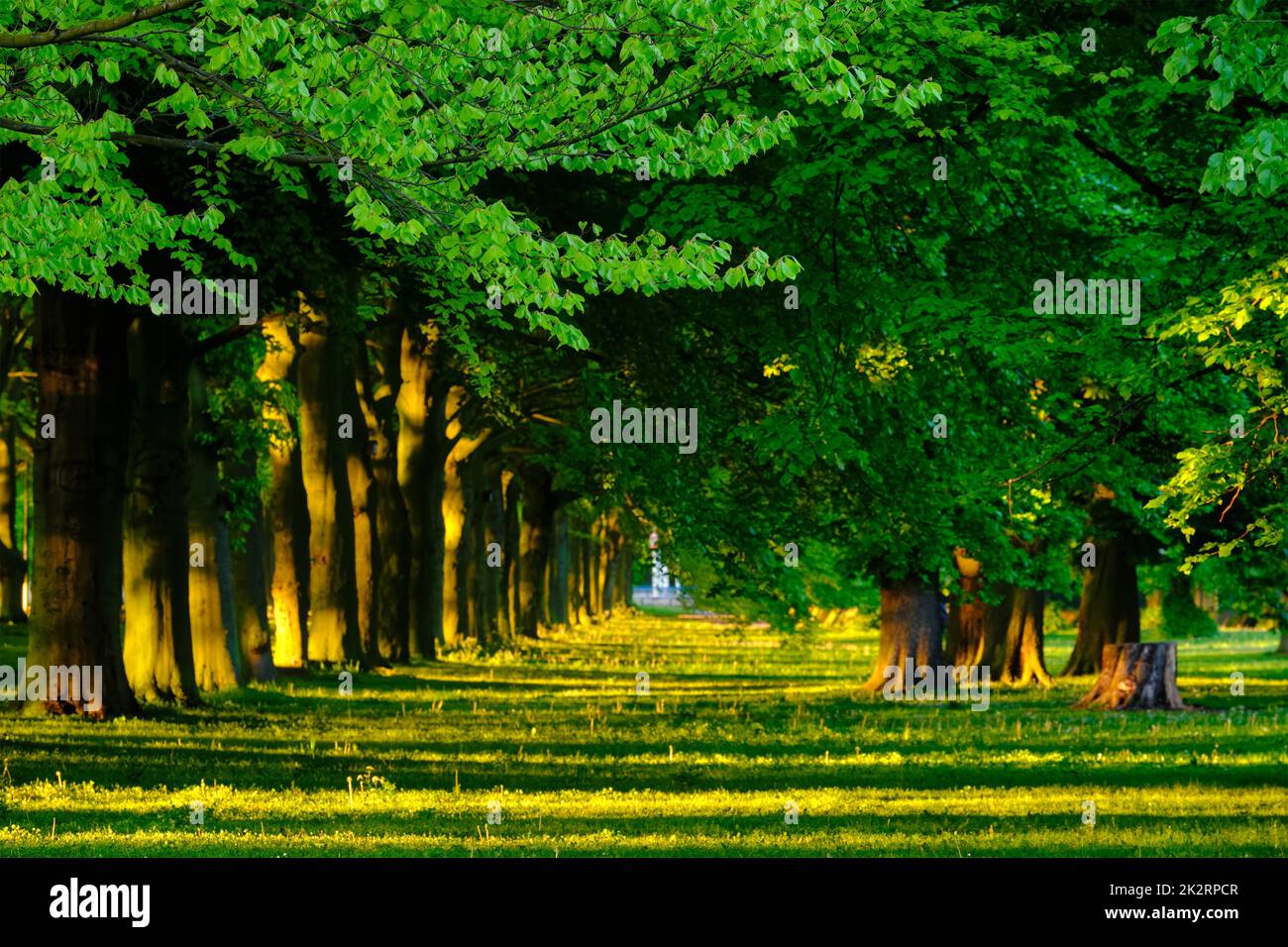Green alley with trees with lush leaves foliage in summer on sunset ...