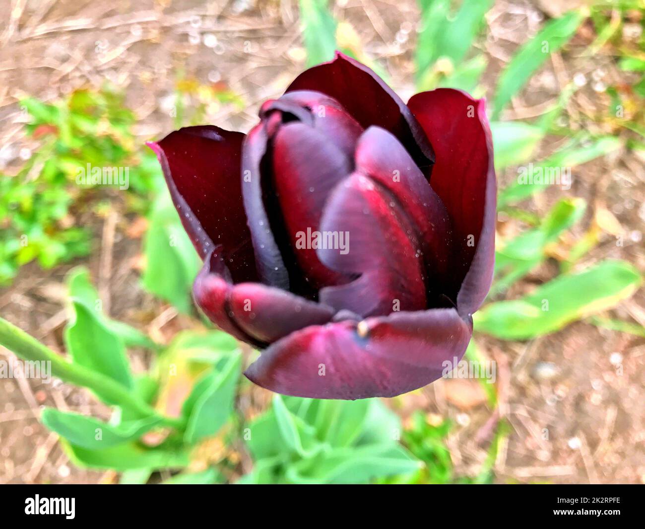 Beauty summer foliage hi-res stock photography and images - Alamy