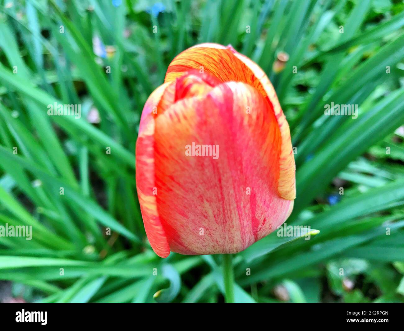 Summer tulips hi-res stock photography and images - Alamy