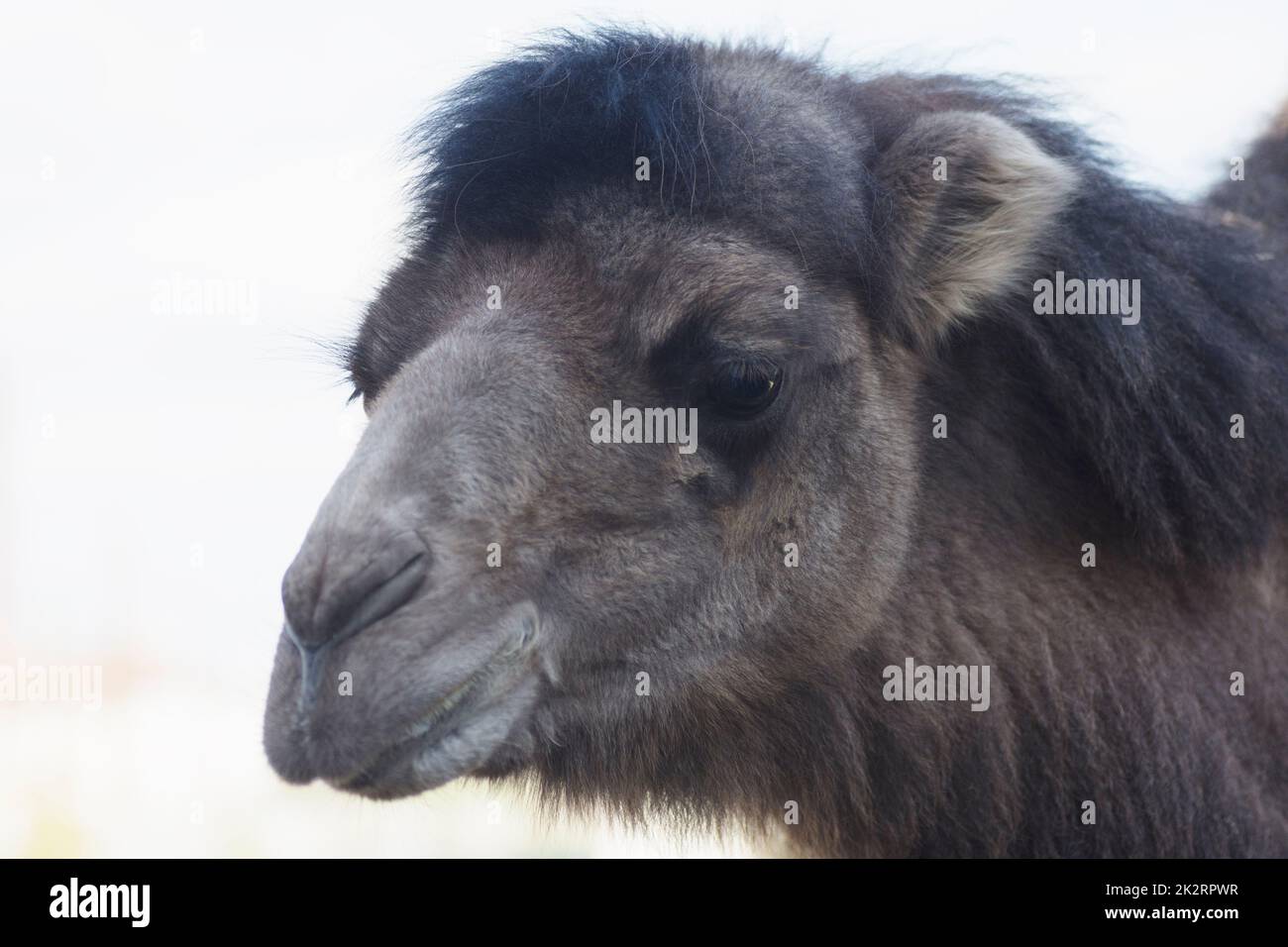 Animal portrait hi-res stock photography and images - Alamy