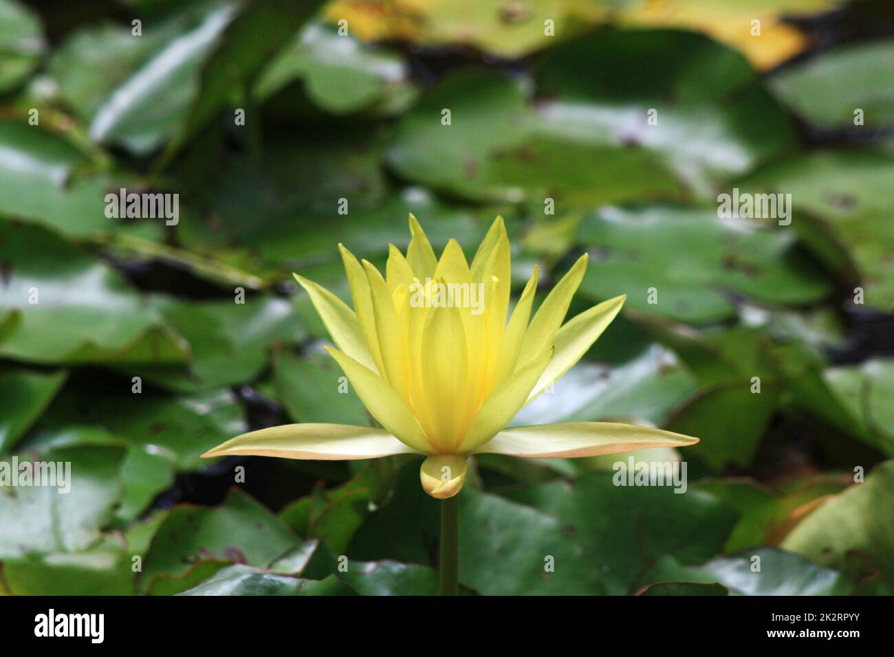 Yellow water lily nymphea hi-res stock photography and images - Alamy
