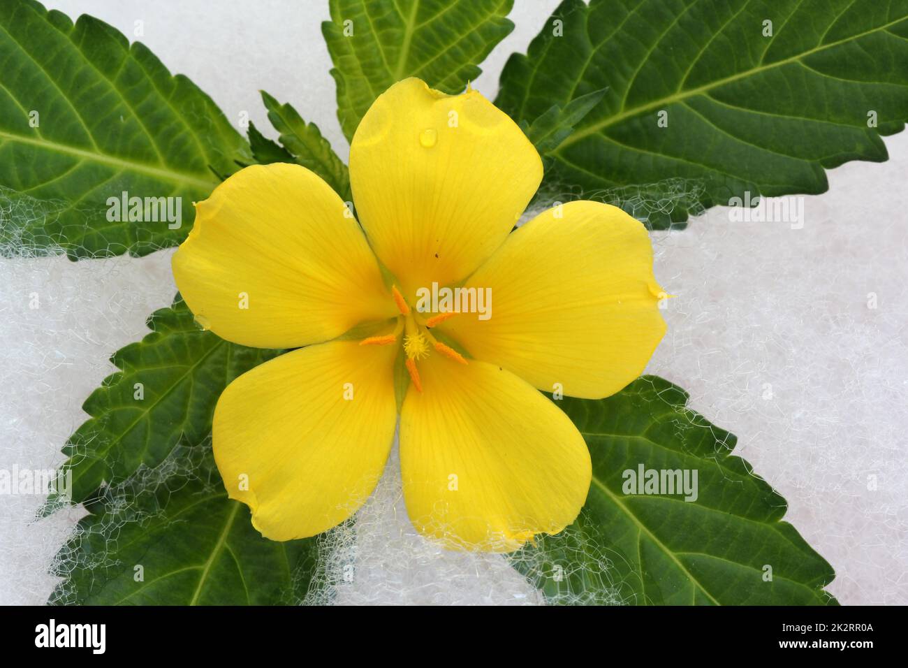 Turnera hi-res stock photography and images - Alamy
