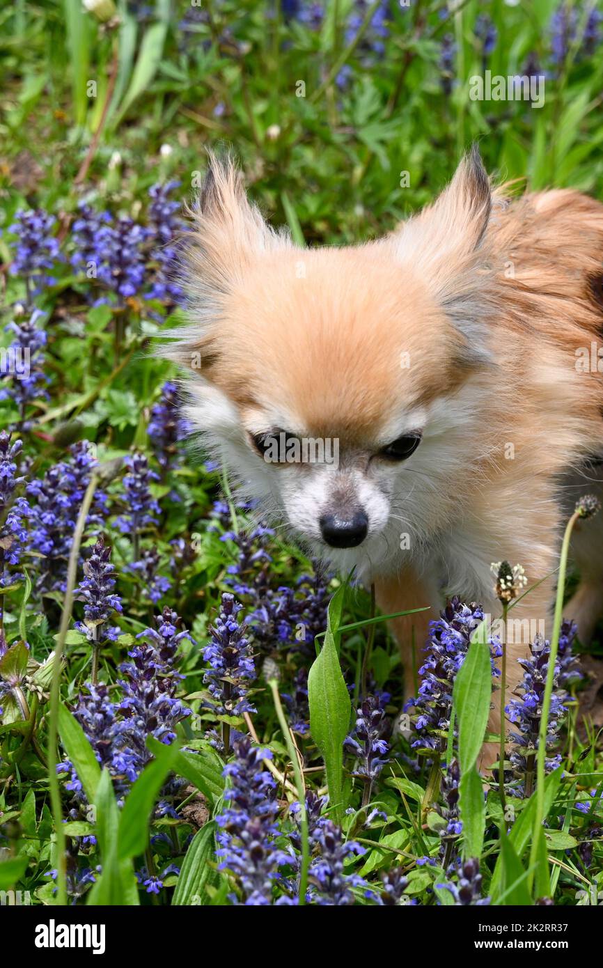 Chihuahua dog on a purple flowers meadow Stock Photo - Alamy