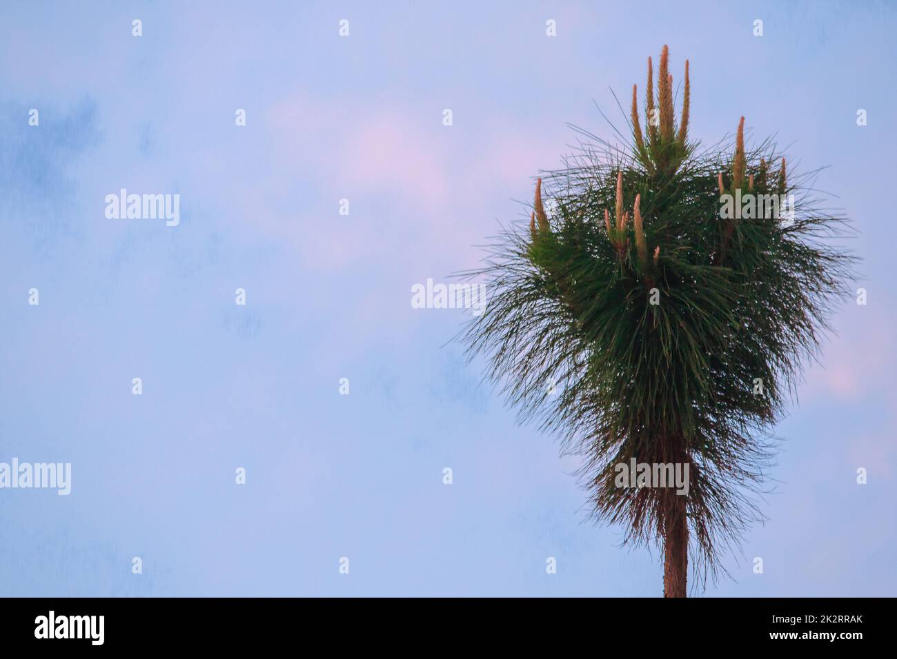 The tip of the pine tree and the sky background Stock Photo - Alamy