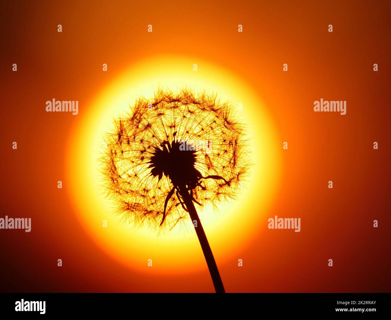 Image of dandelion in the sunshine hi-res stock photography and images ...