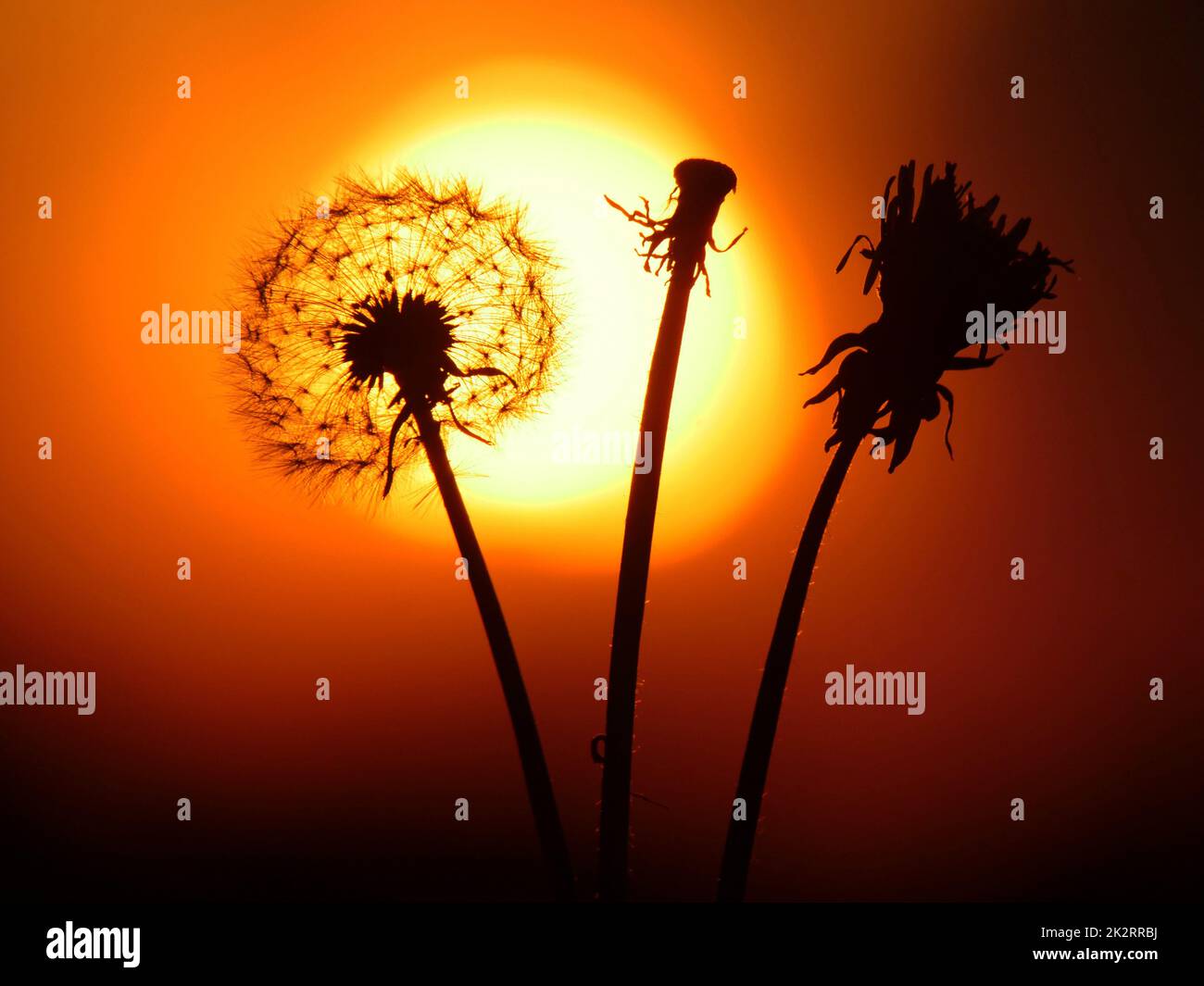 Image of dandelion in the sunshine hi-res stock photography and images ...